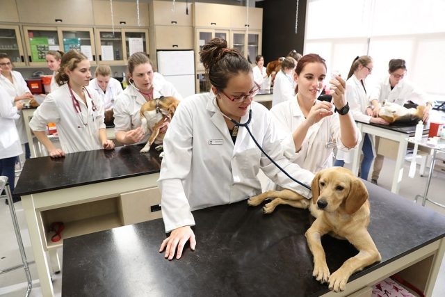 Techniques de santé animale | Cégep de St-Félicien